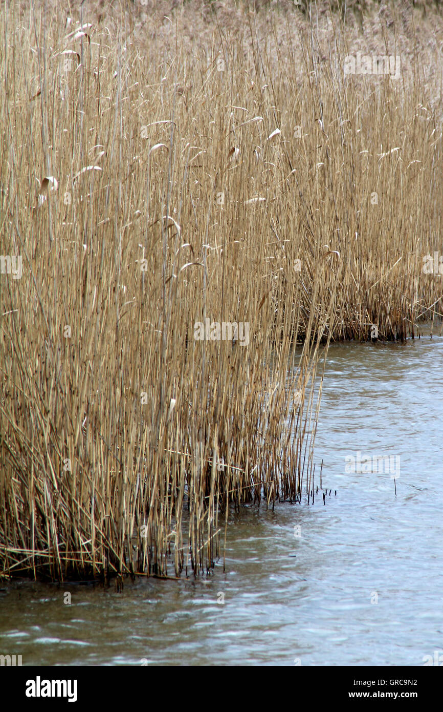 Reed picture hi-res stock photography and images - Alamy