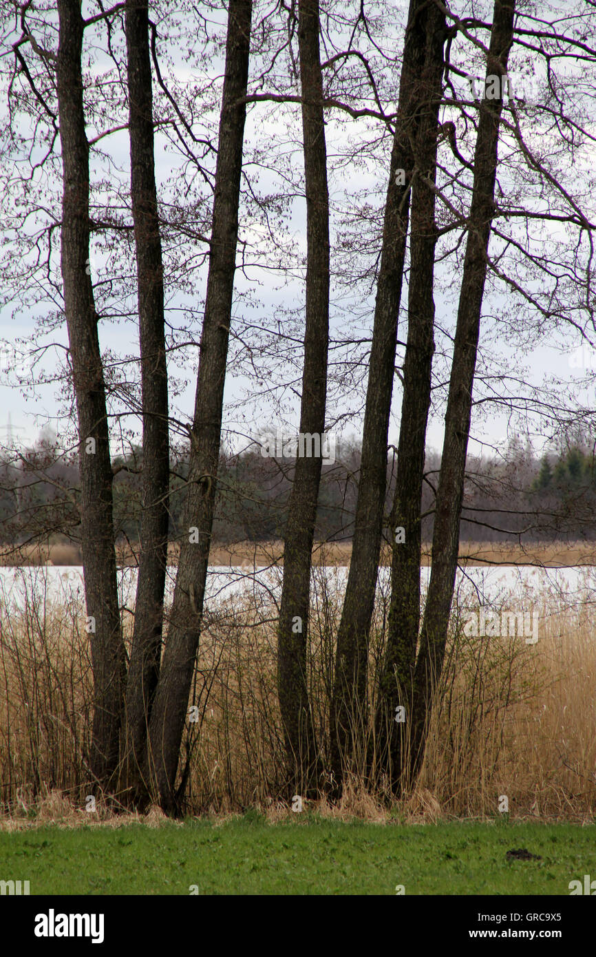 Boles hi-res stock photography and images - Alamy