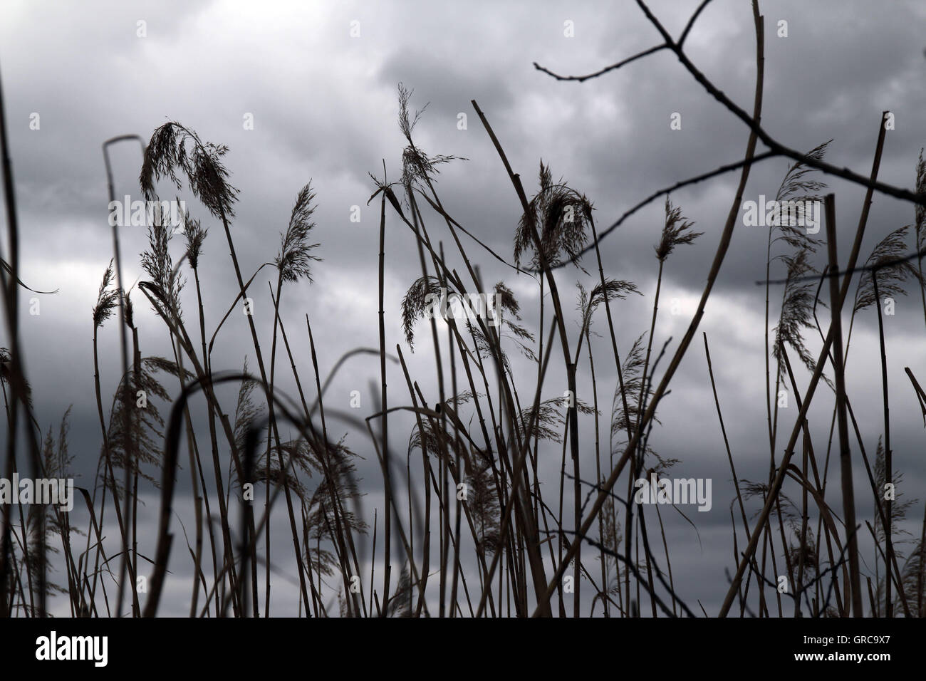 Symbol reed hi-res stock photography and images - Alamy