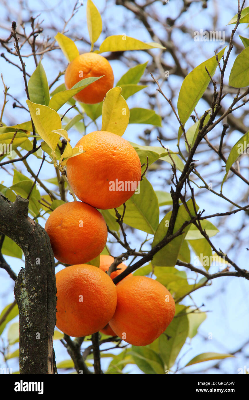 Citrus plantations hi-res stock photography and images - Alamy