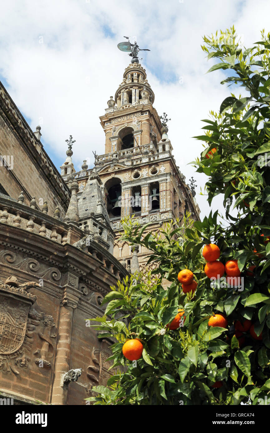 Sevilla orange hi-res stock photography and images - Alamy
