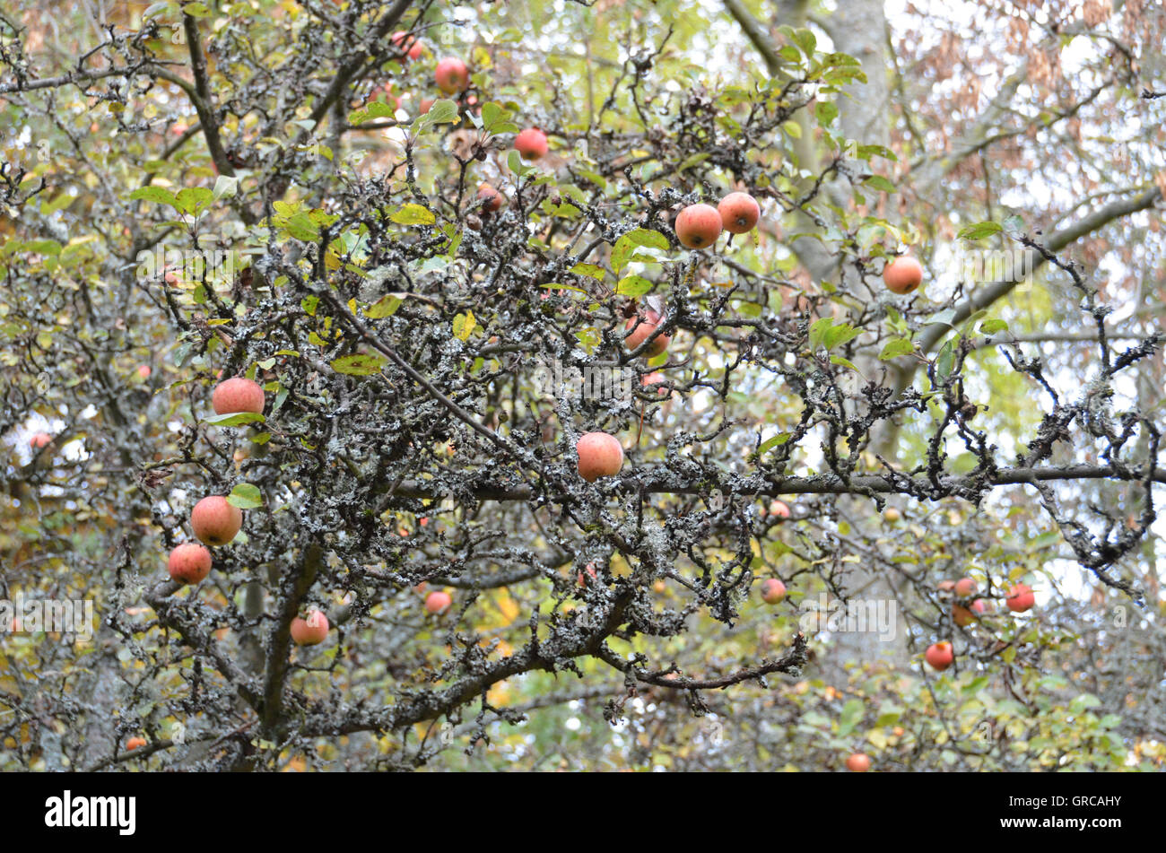 Some Apples Are Still Hanging In An Autumnal Apple Tree Stock Photo - Alamy