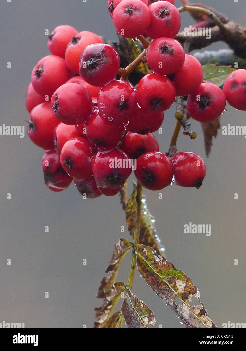 Berry red rain wet drops hi-res stock photography and images - Alamy