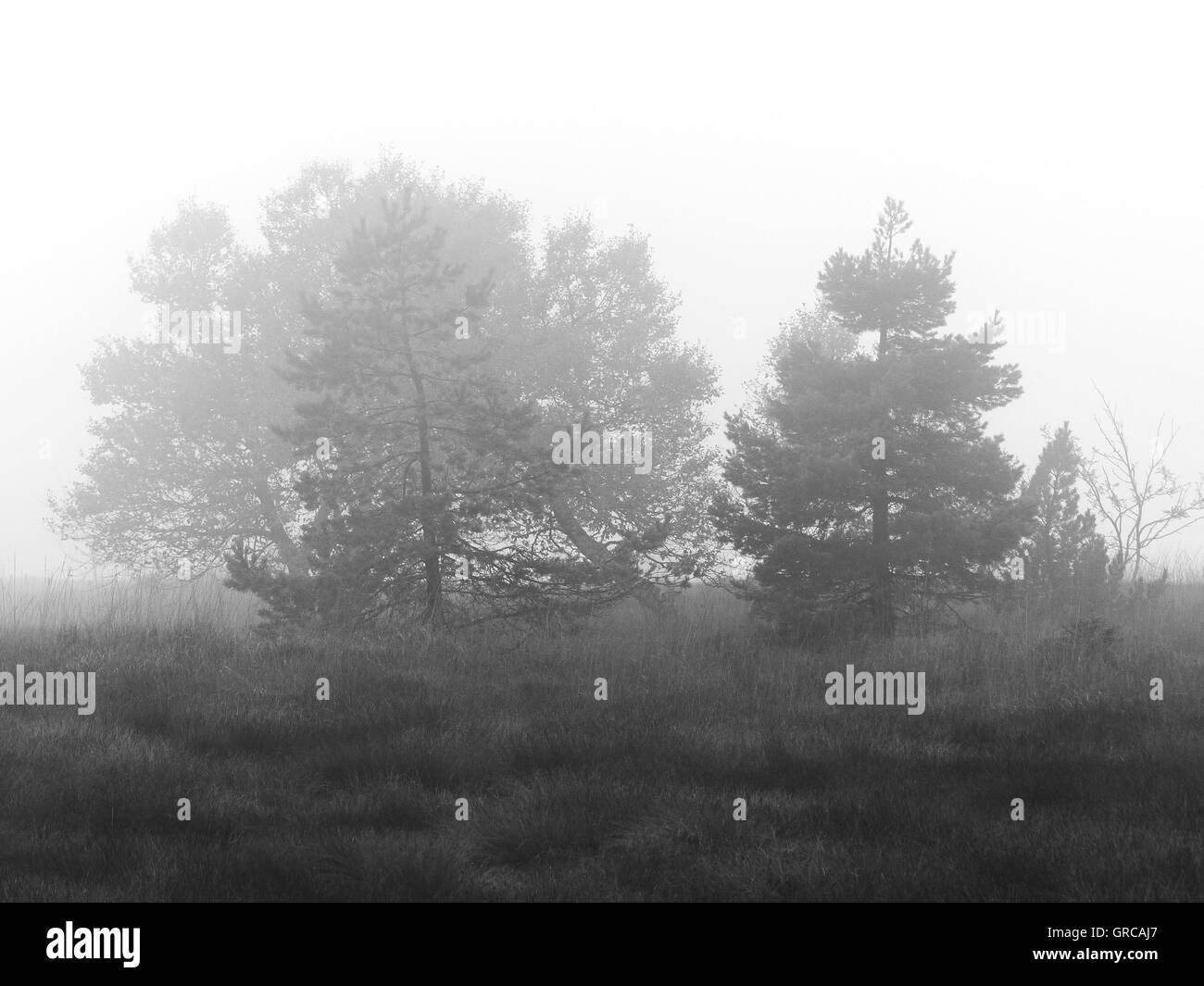 Schwarzwald moor hi-res stock photography and images - Alamy