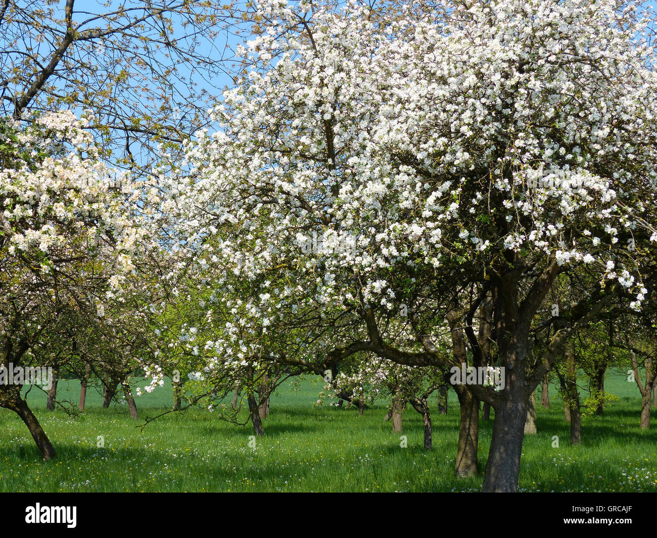 Blooming orchard apple trees hi-res stock photography and images - Alamy