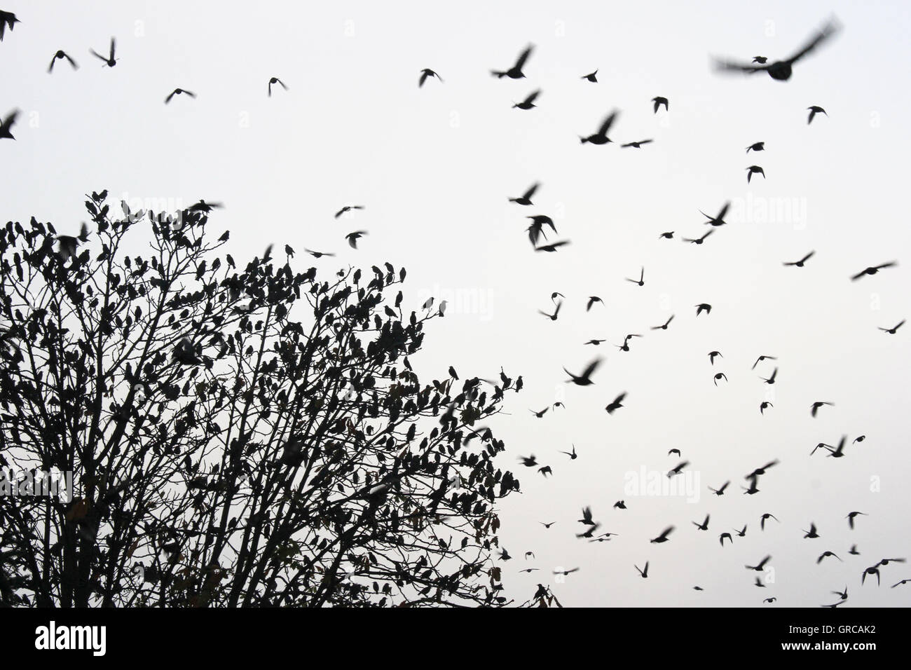Scary birds hi-res stock photography and images - Alamy