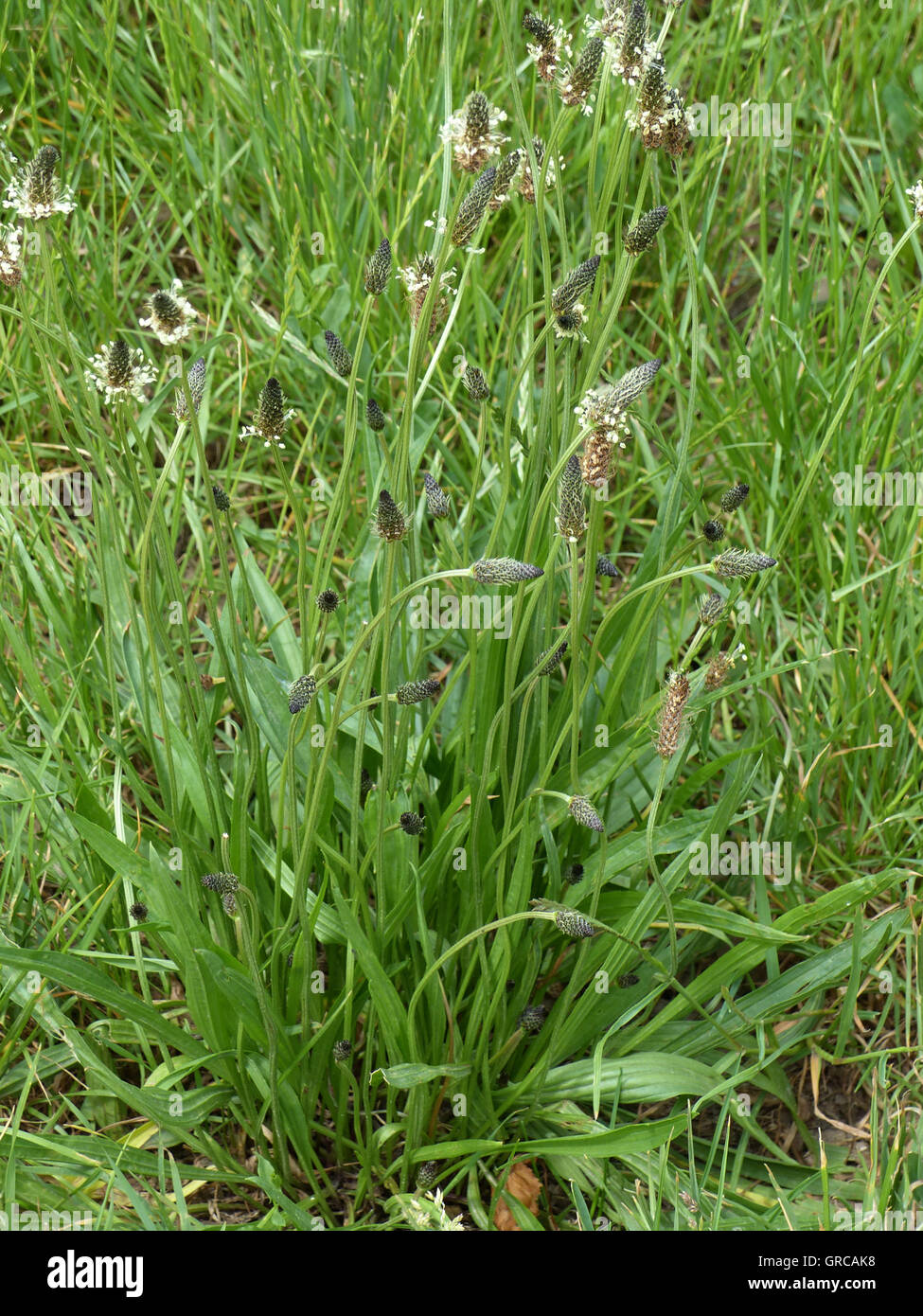 Ribwort plantain hi-res stock photography and images - Alamy