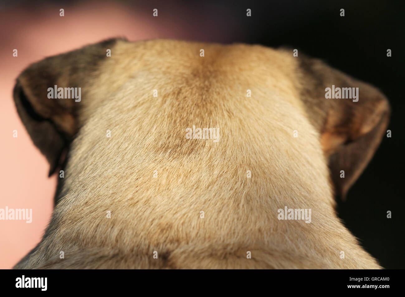 Head Of A Beige Pug, Seen From Back And Above Stock Photo - Alamy