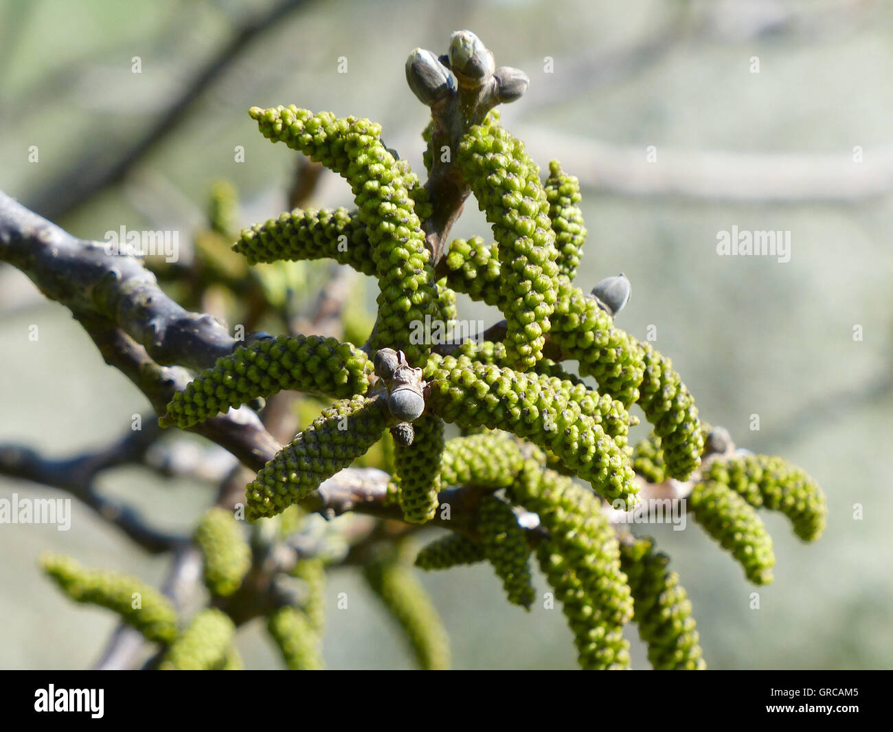 Green bough hi-res stock photography and images - Alamy
