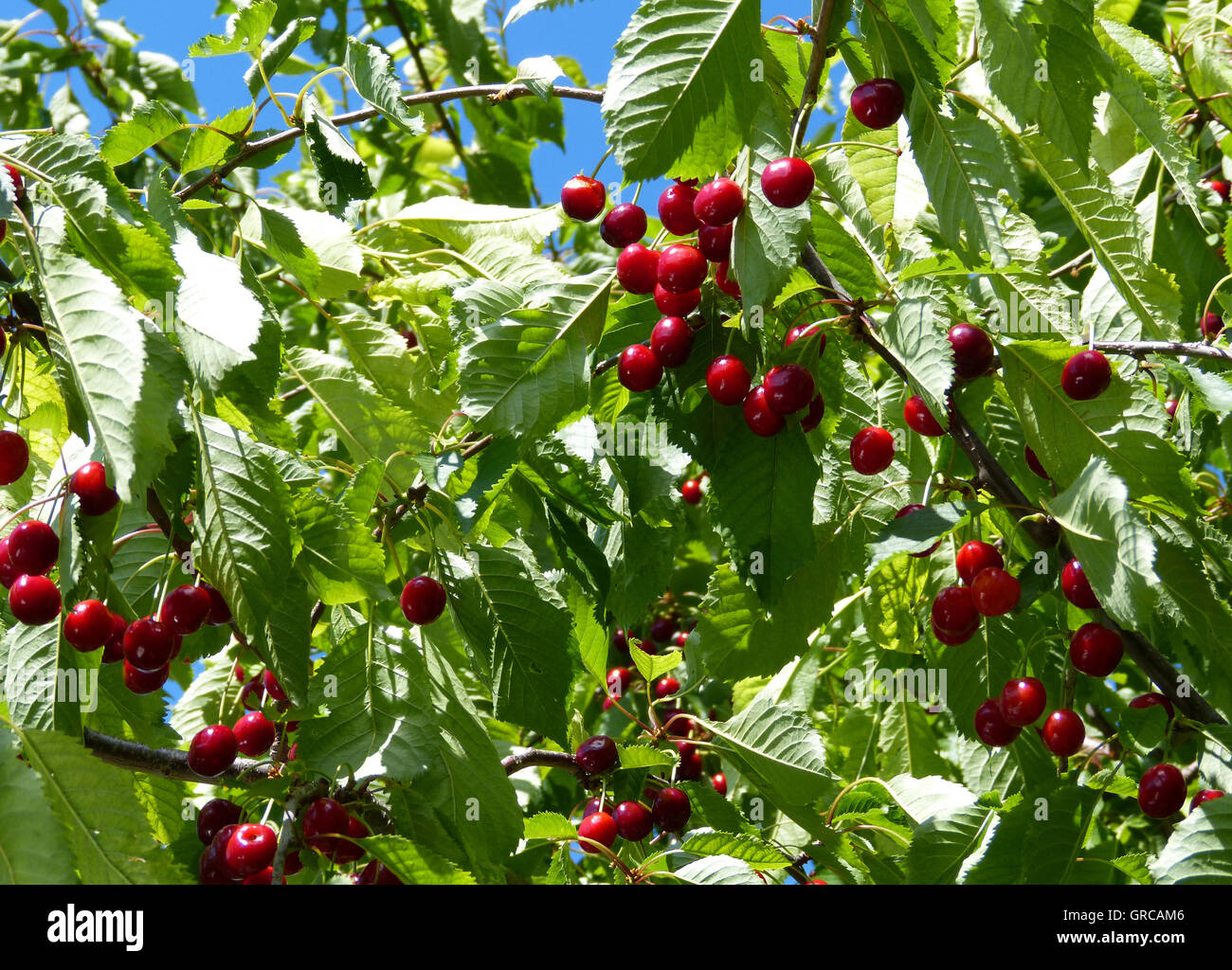 Hanging cherry tree hi-res stock photography and images - Alamy