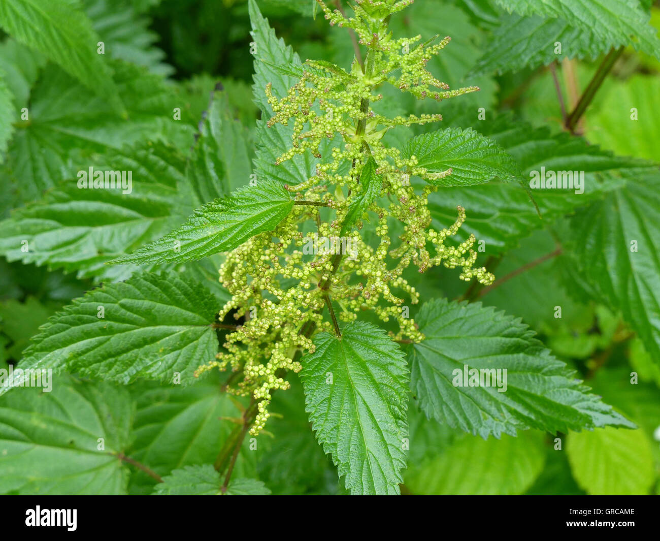 Burning nettle hi-res stock photography and images - Alamy