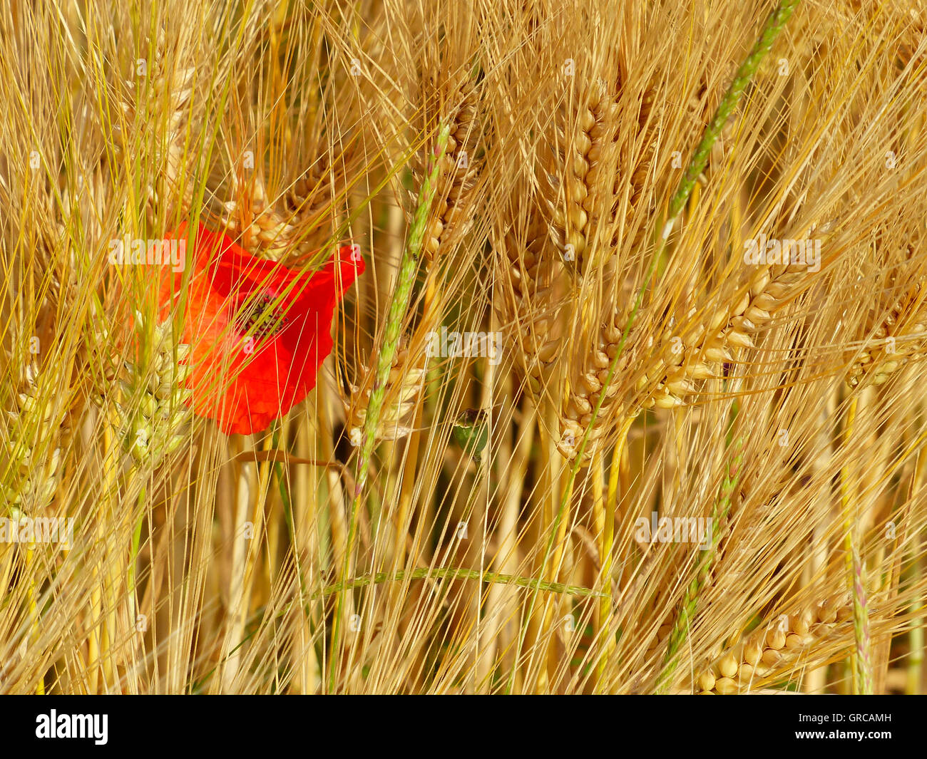 Meadows and field flower hi-res stock photography and images - Alamy