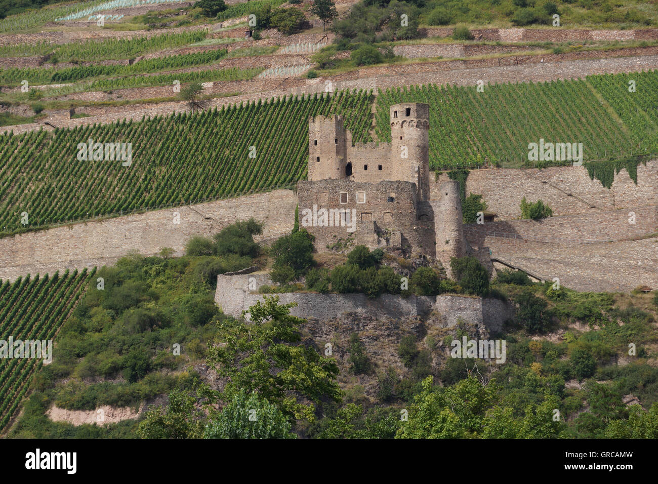 Castle Ruin Ehrenfels Near Rudesheim, River Rhine, Hesse, Germany ...