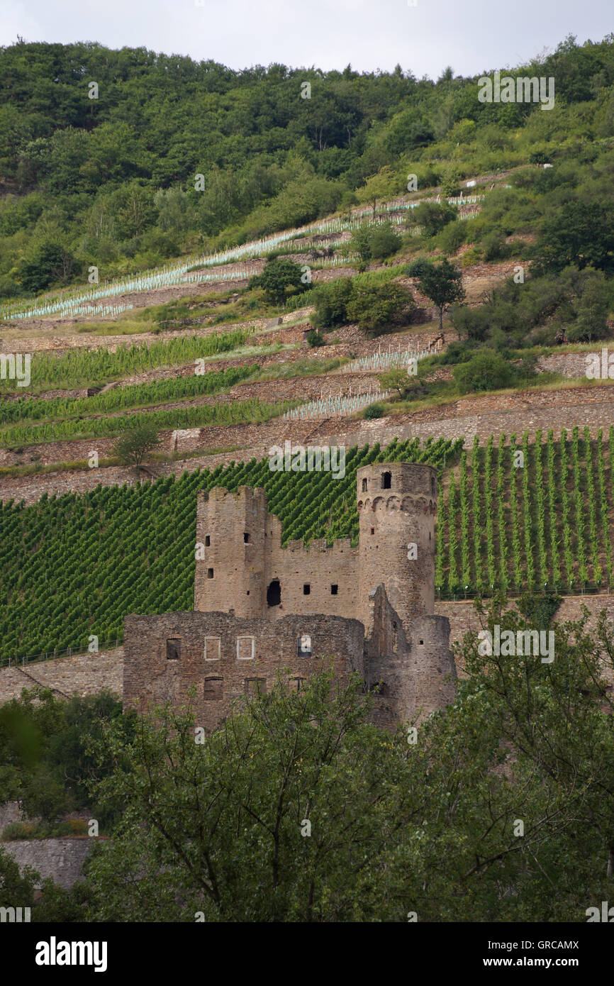 Castle Ruin Ehrenfels Near Rudesheim, River Rhine, Hesse, Germany ...
