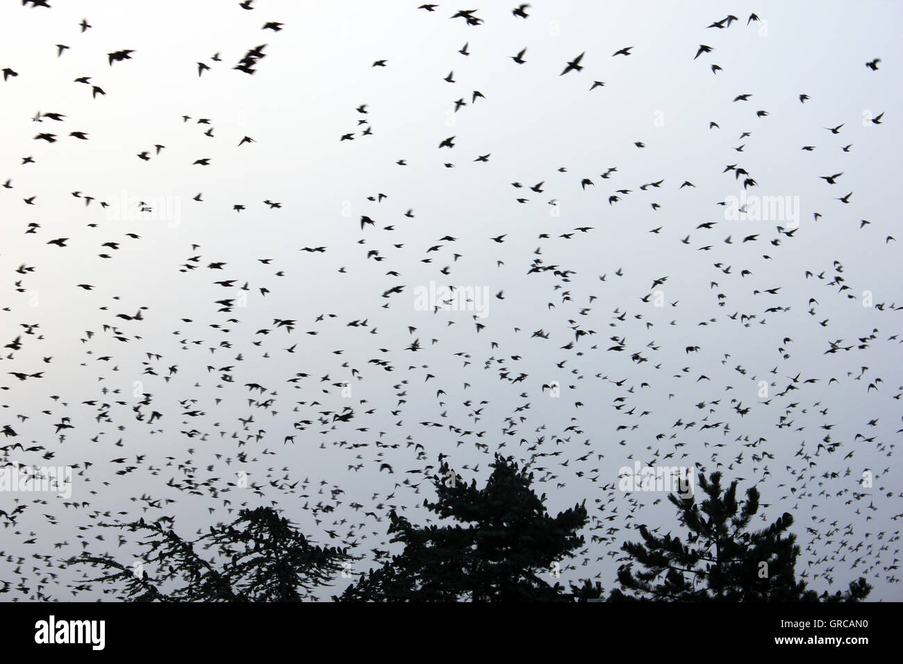 Swarms of birds hi-res stock photography and images - Alamy