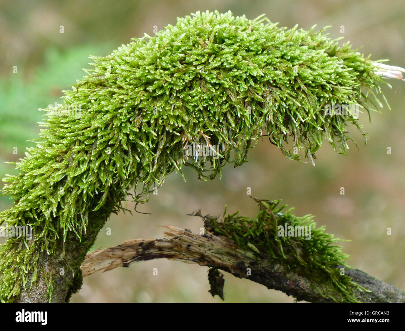 Bizarre Moss Figure Stock Photo - Alamy