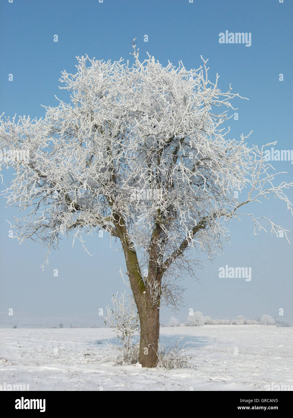 Lonely Tree In Winter Landscape Stock Photo - Alamy