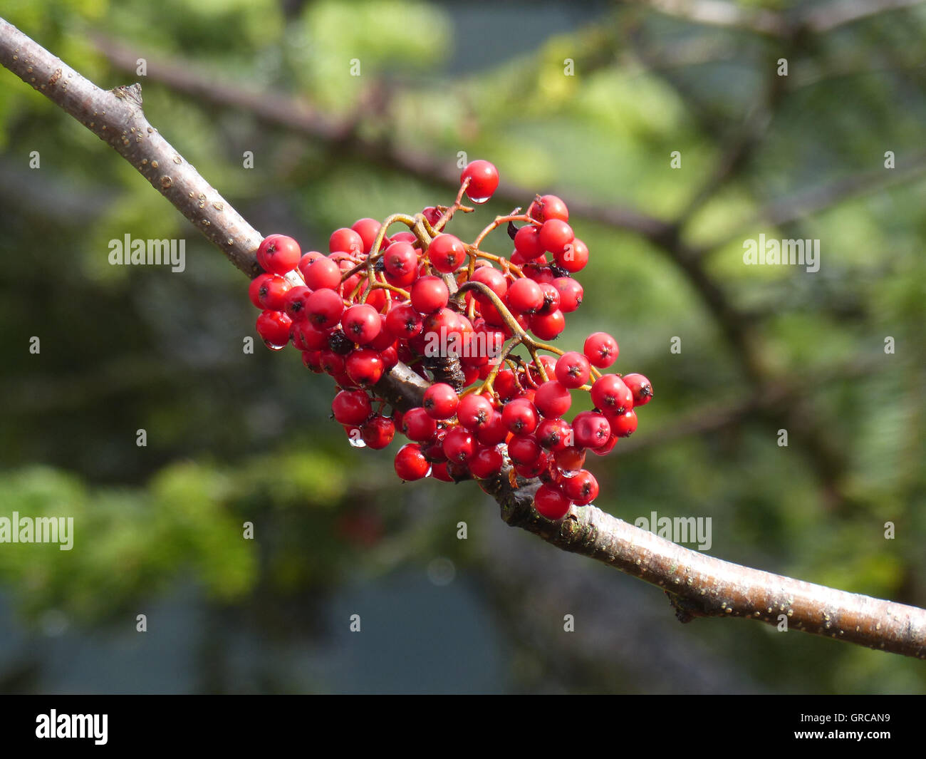 Red Rowan Berries Stock Photo - Alamy