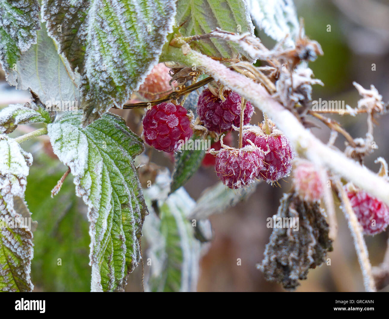 Raspberries Covered With Frost Hanging On The Bush Stock Photo - Alamy