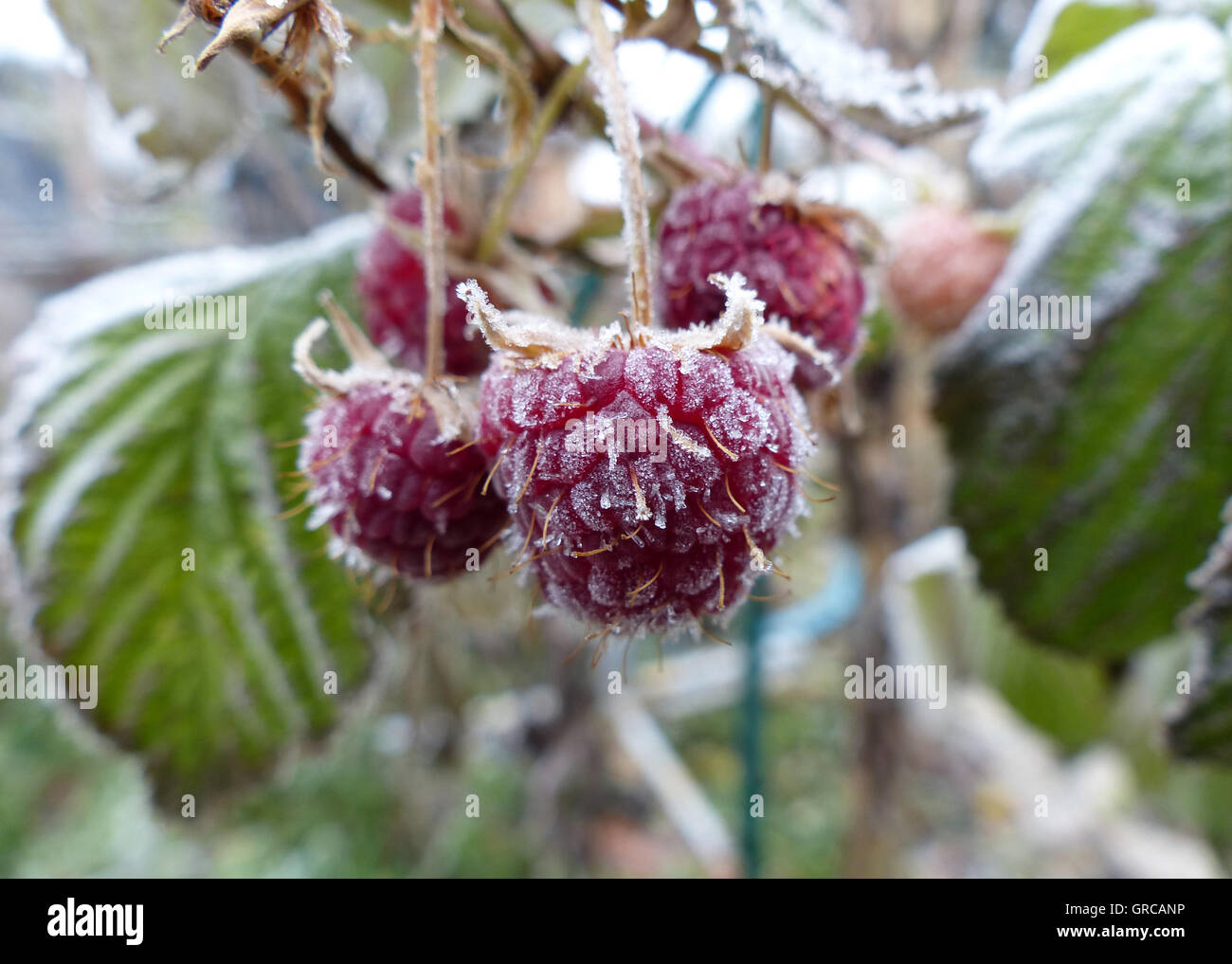 Raspberries Covered With Frost Hanging On The Bush Stock Photo - Alamy