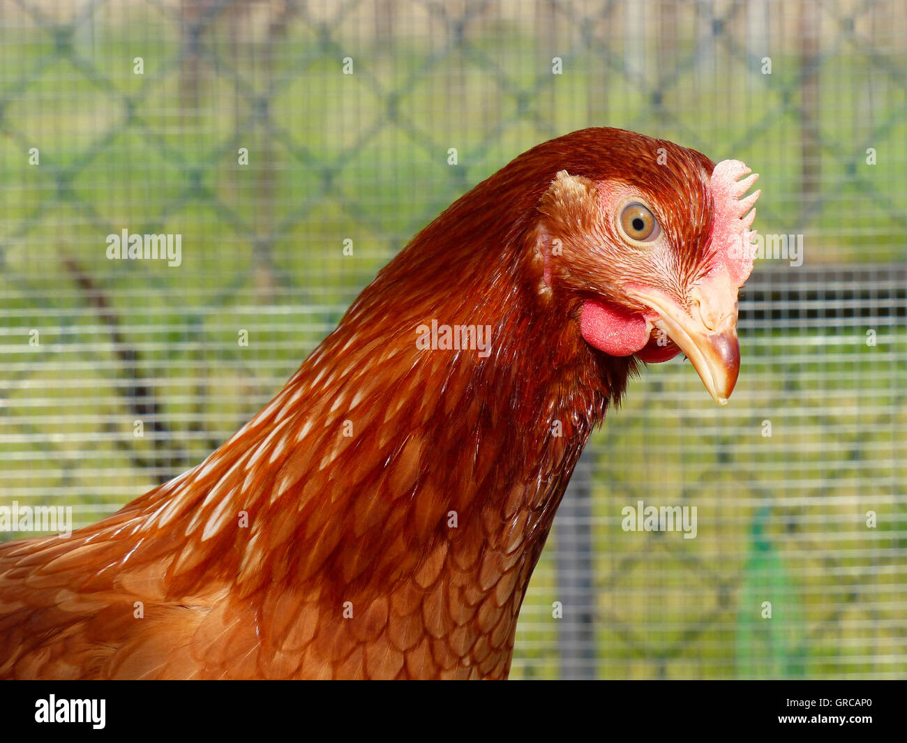 Portrait Of The Brown Hen Berta Stock Photo - Alamy