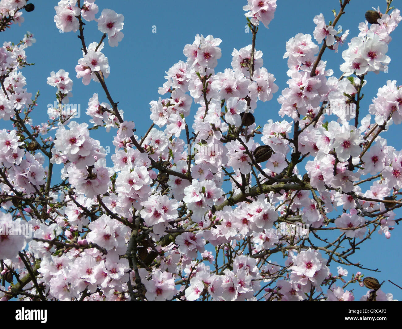 White and pink flowering almond trees hi-res stock photography and ...