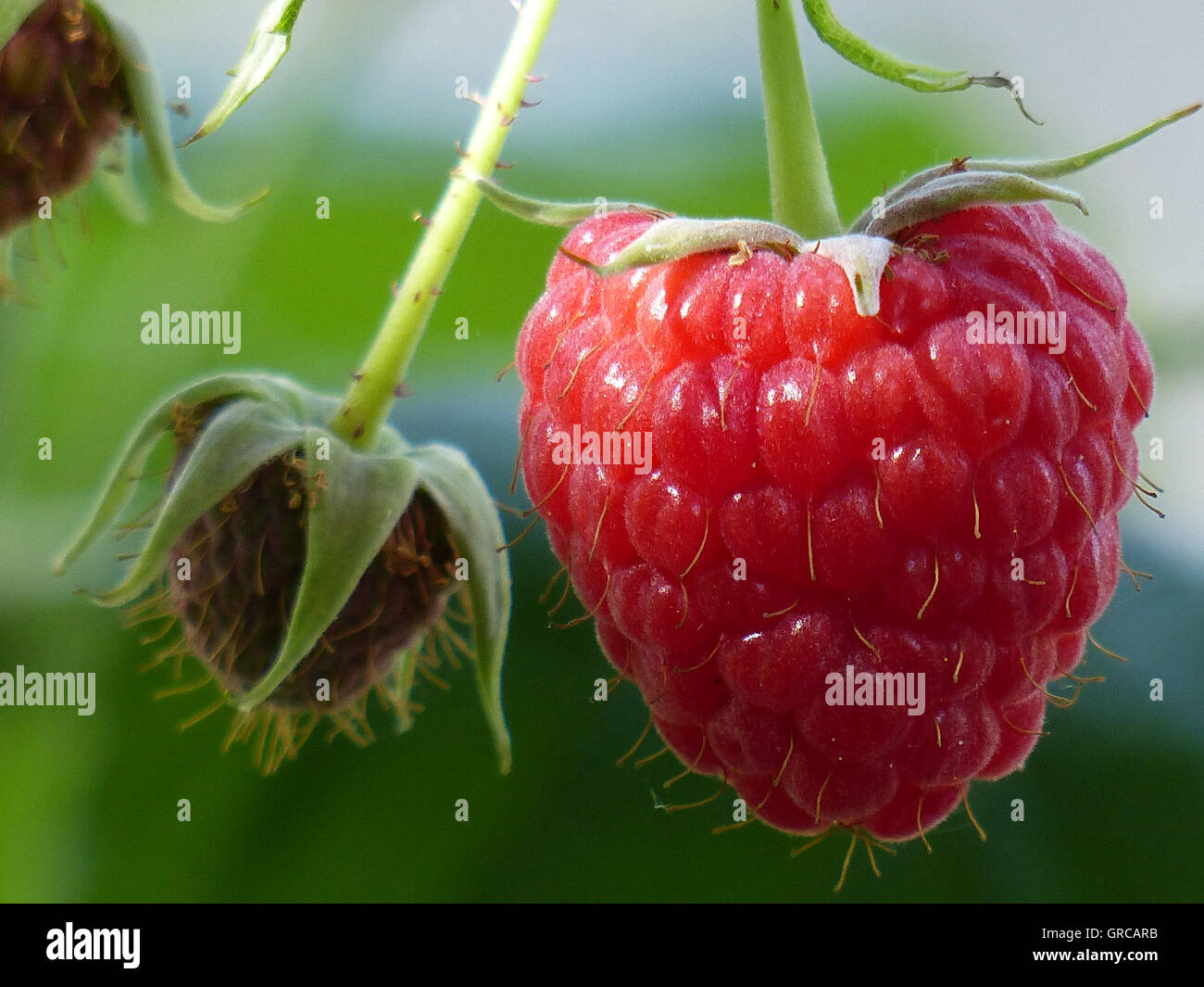 Raspberry plant detail hi-res stock photography and images - Alamy