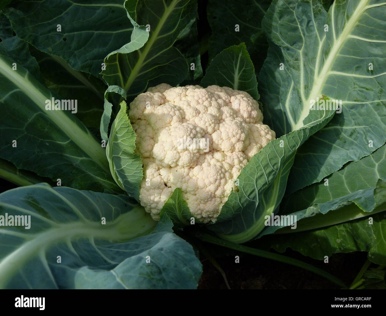 Cauliflower In A Vegetable Patch Stock Photo - Alamy