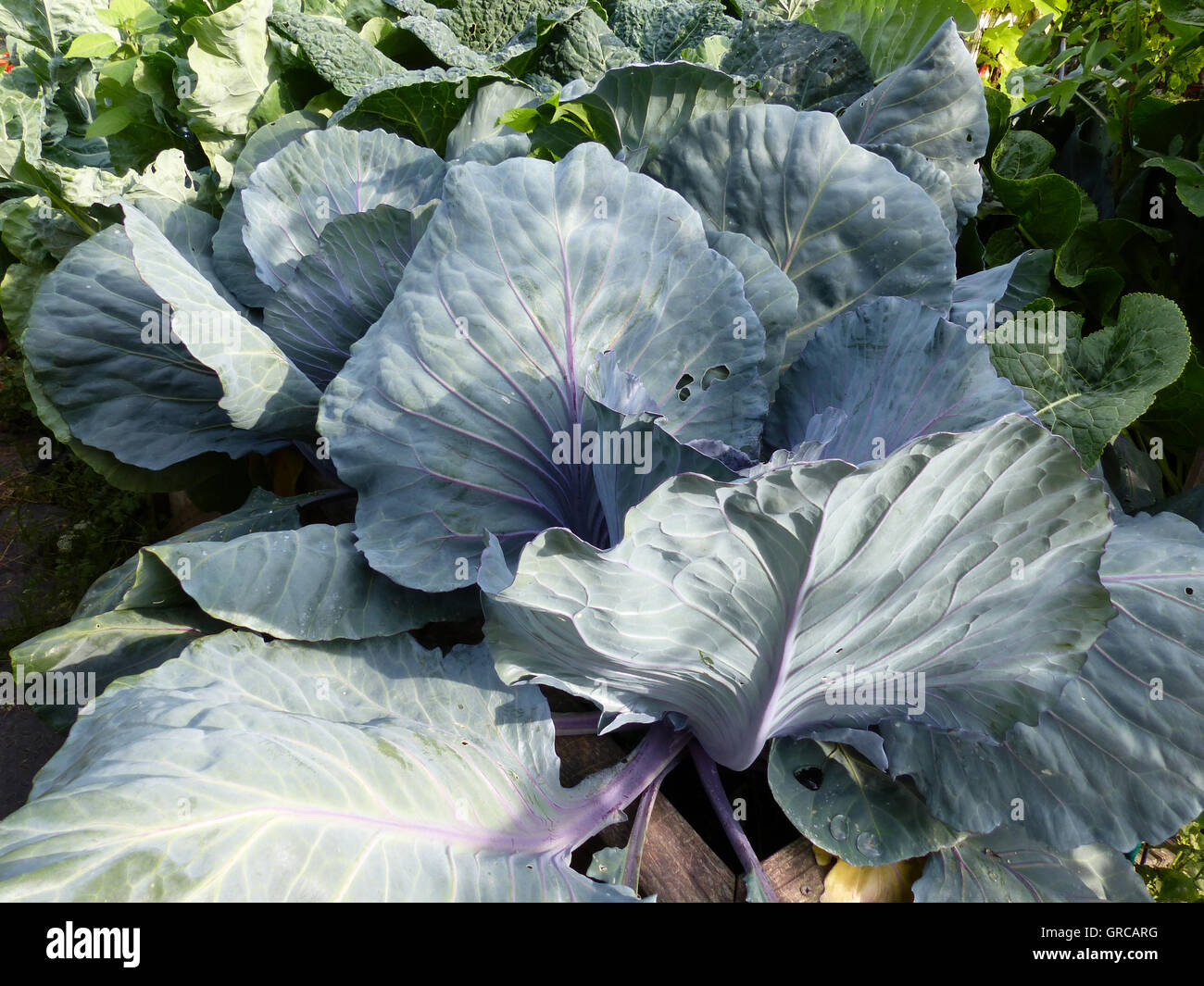 Red Cabbage And Other Cabbage Varieties In Raised Bed Stock Photo - Alamy