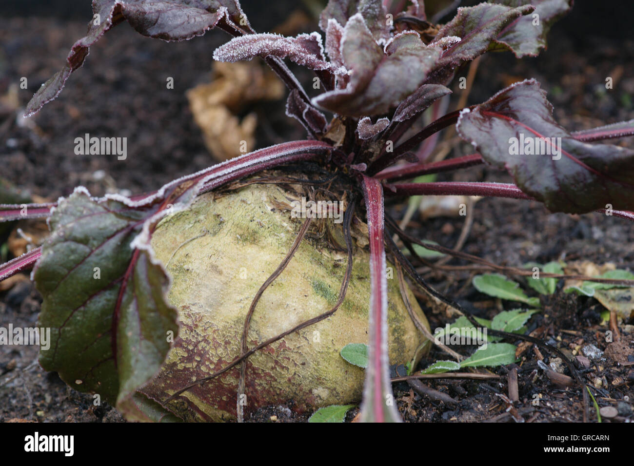 Beetroot In The Garden Bed Has Gotten The First Frost Stock Photo - Alamy