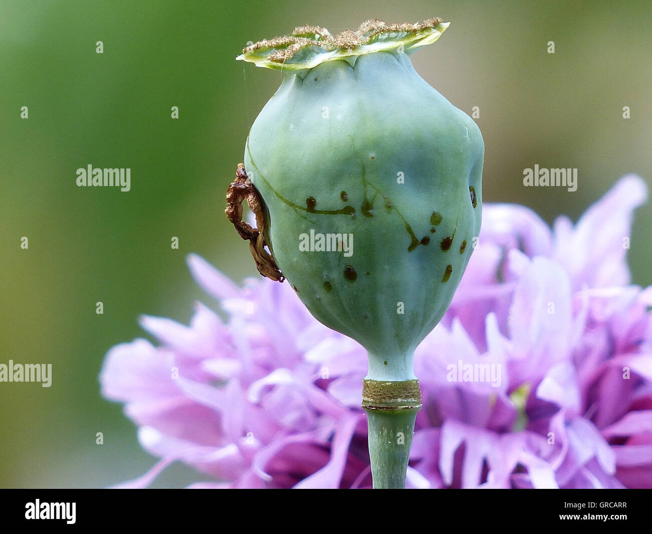 Poppy Capsule, Macro Stock Photo - Alamy