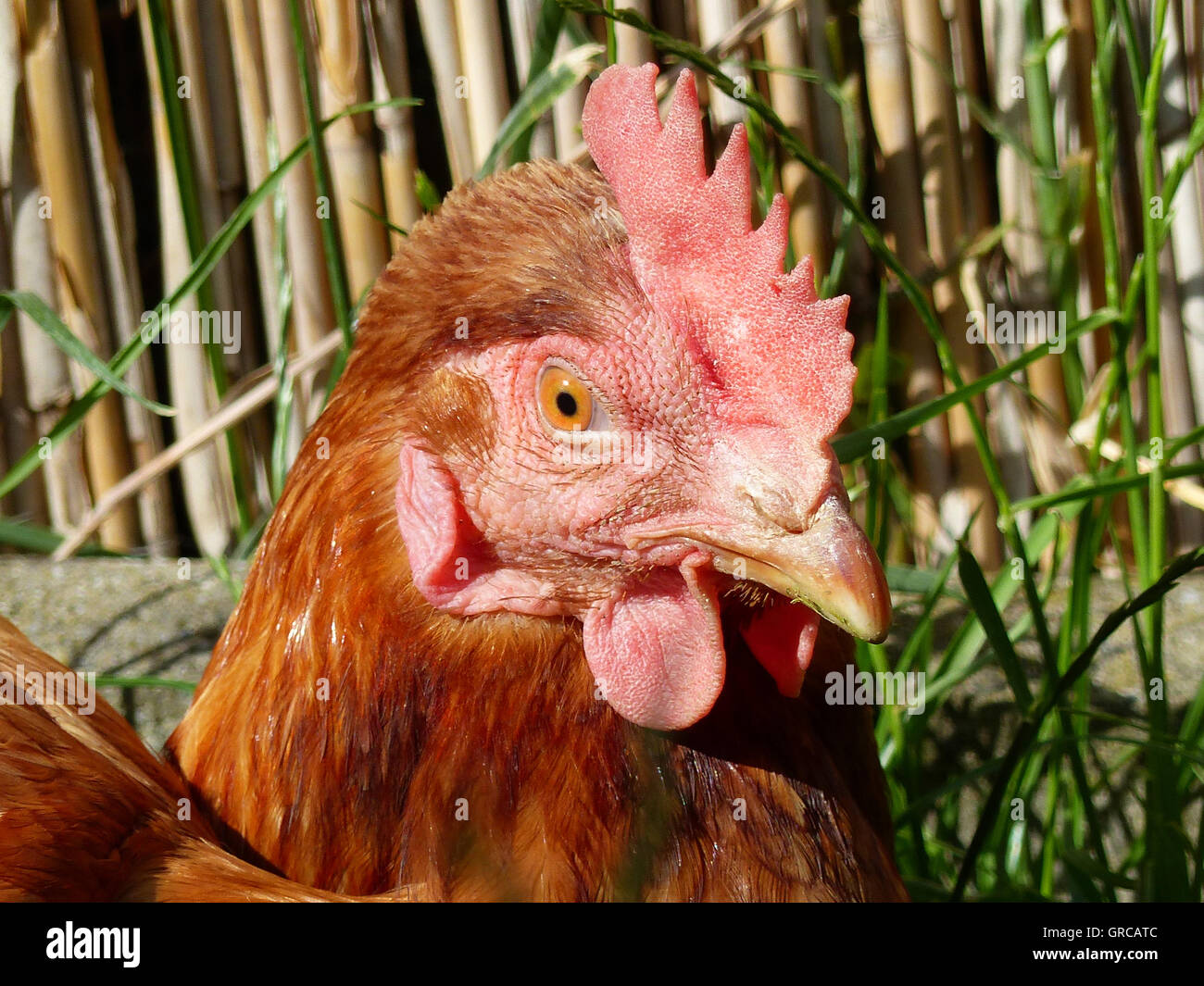 Brown Hen, Portrait Stock Photo - Alamy