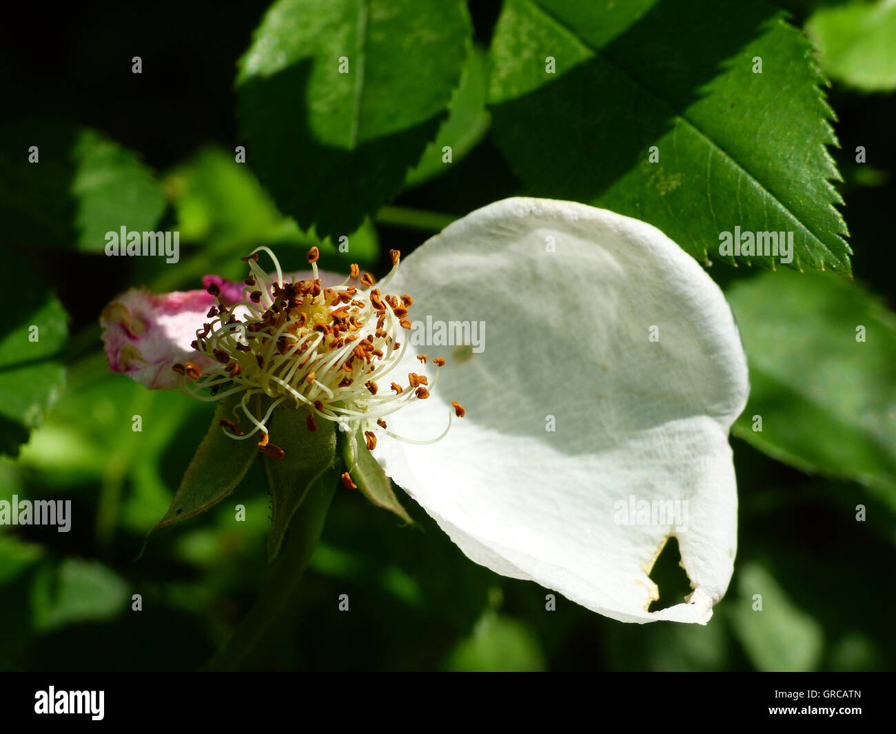 Withered Rose With Even One Petal Stock Photo - Alamy
