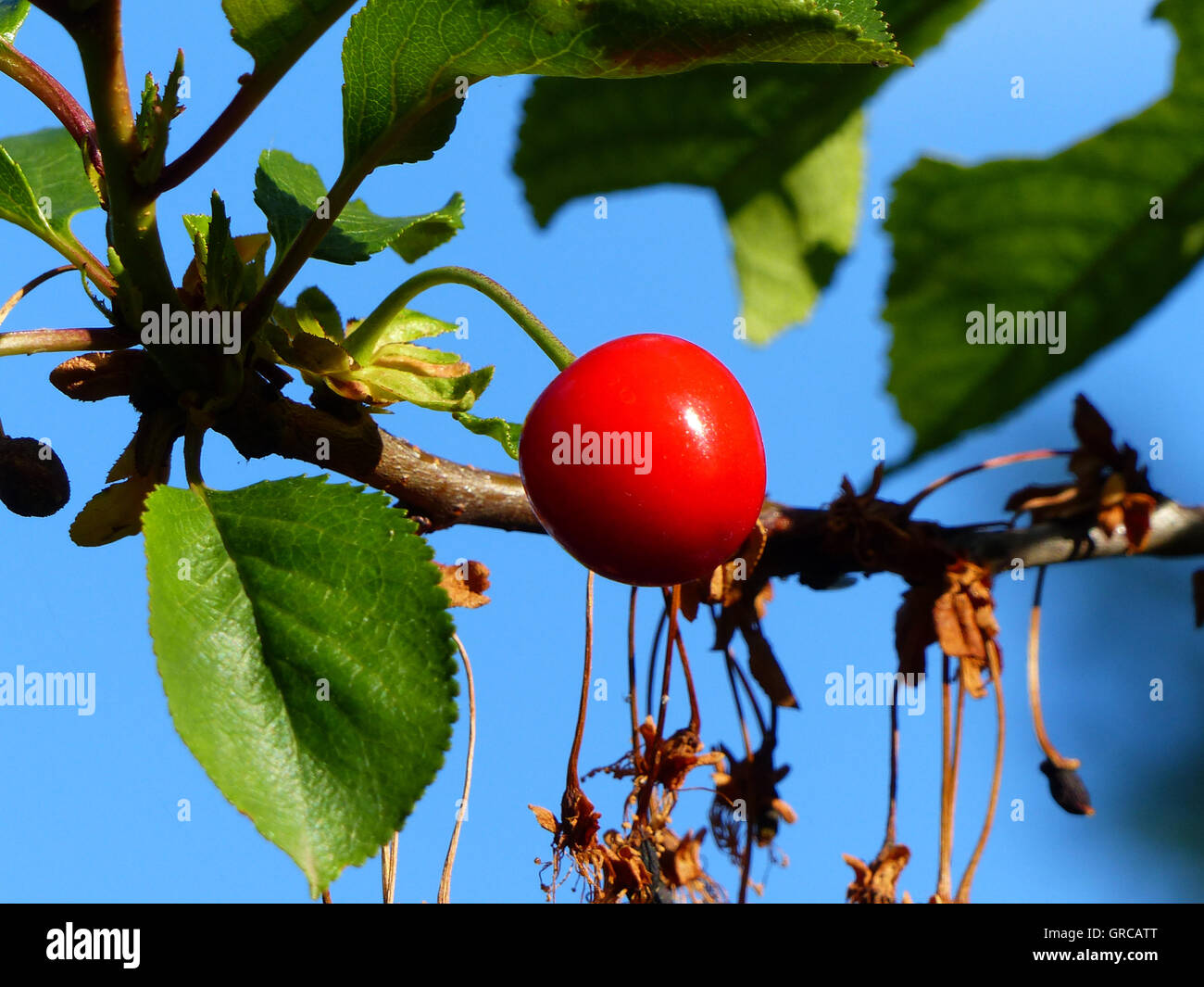 Hanging cherry tree hi-res stock photography and images - Alamy