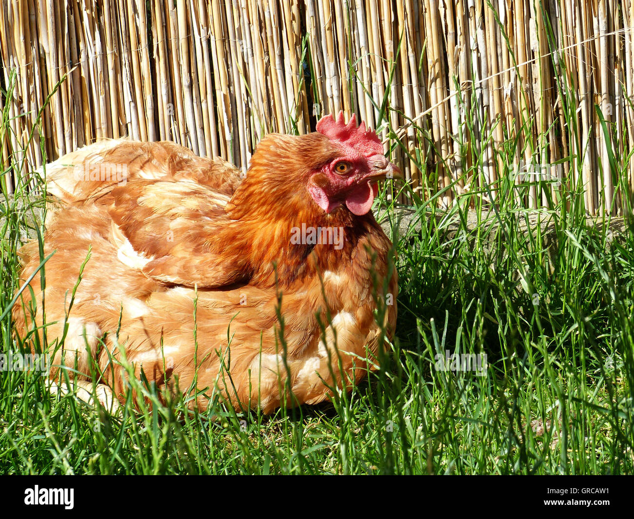 Sit in grass hi-res stock photography and images - Alamy