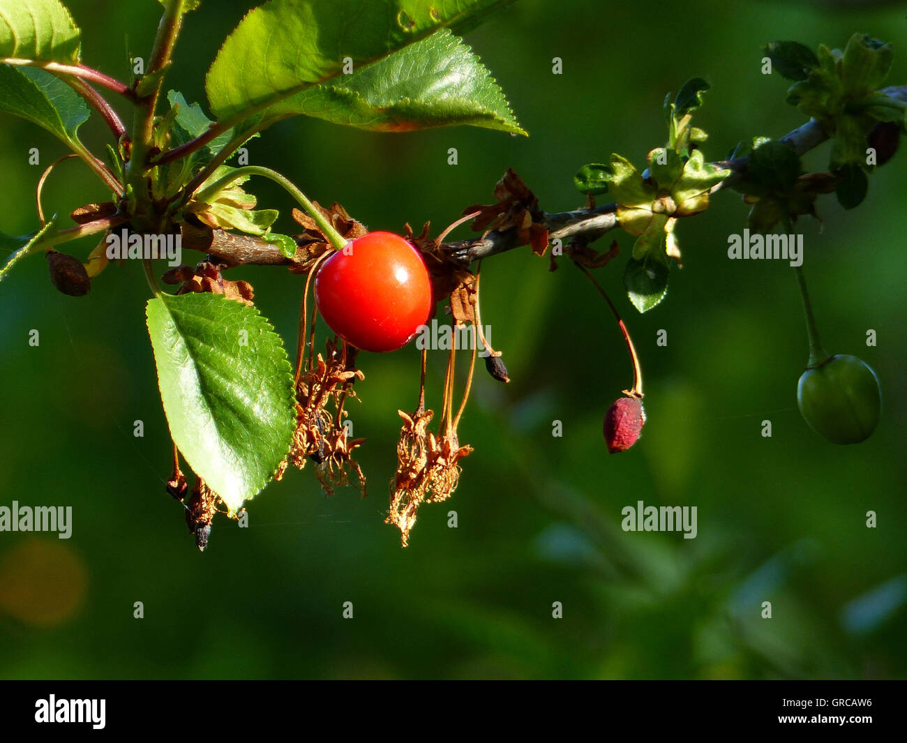 Morello cherry hi-res stock photography and images - Alamy