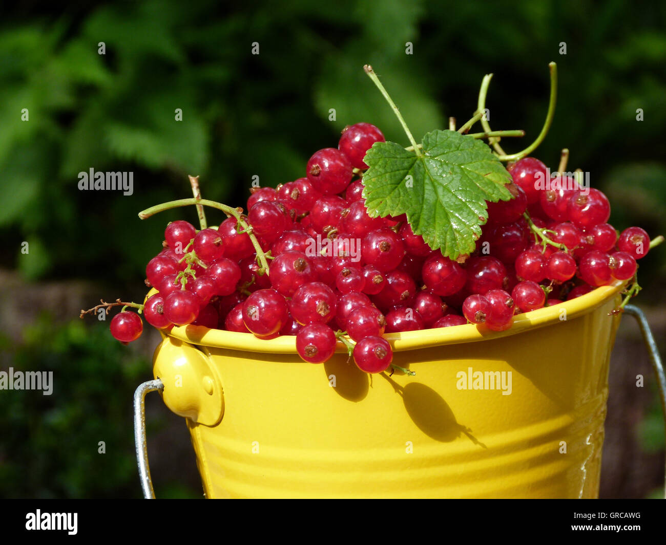 Pail full of hi-res stock photography and images - Alamy