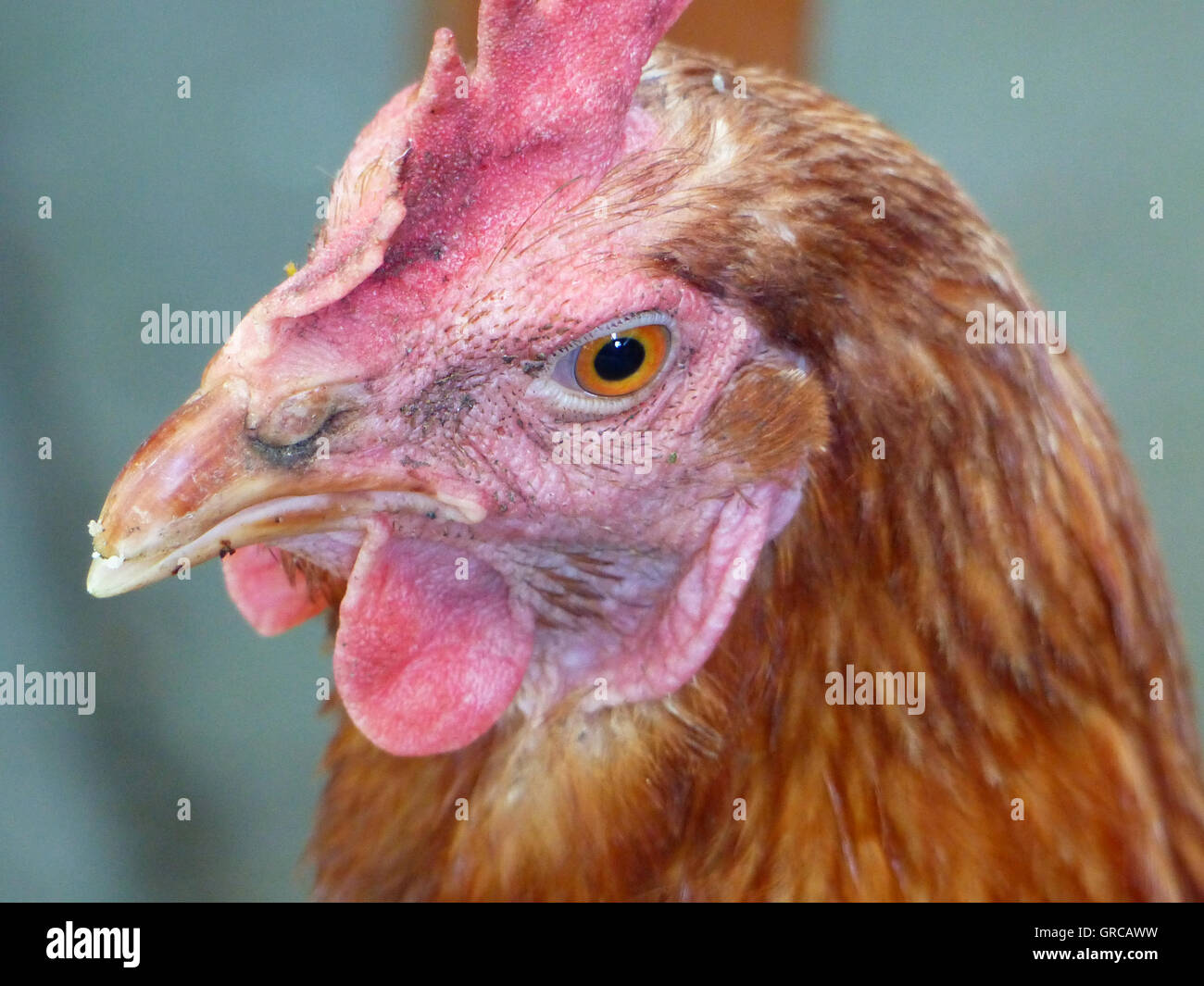 Brown hen hi-res stock photography and images - Alamy