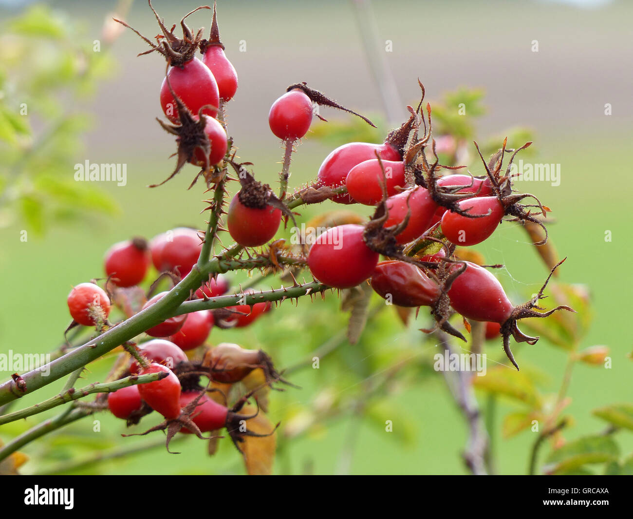 Fruit of roses hi-res stock photography and images - Alamy