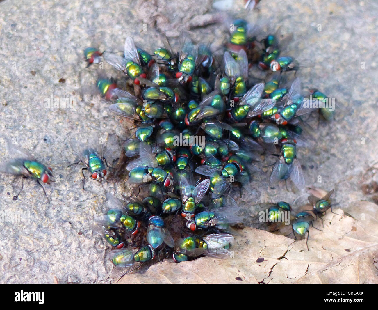 Gold flies hi-res stock photography and images - Alamy