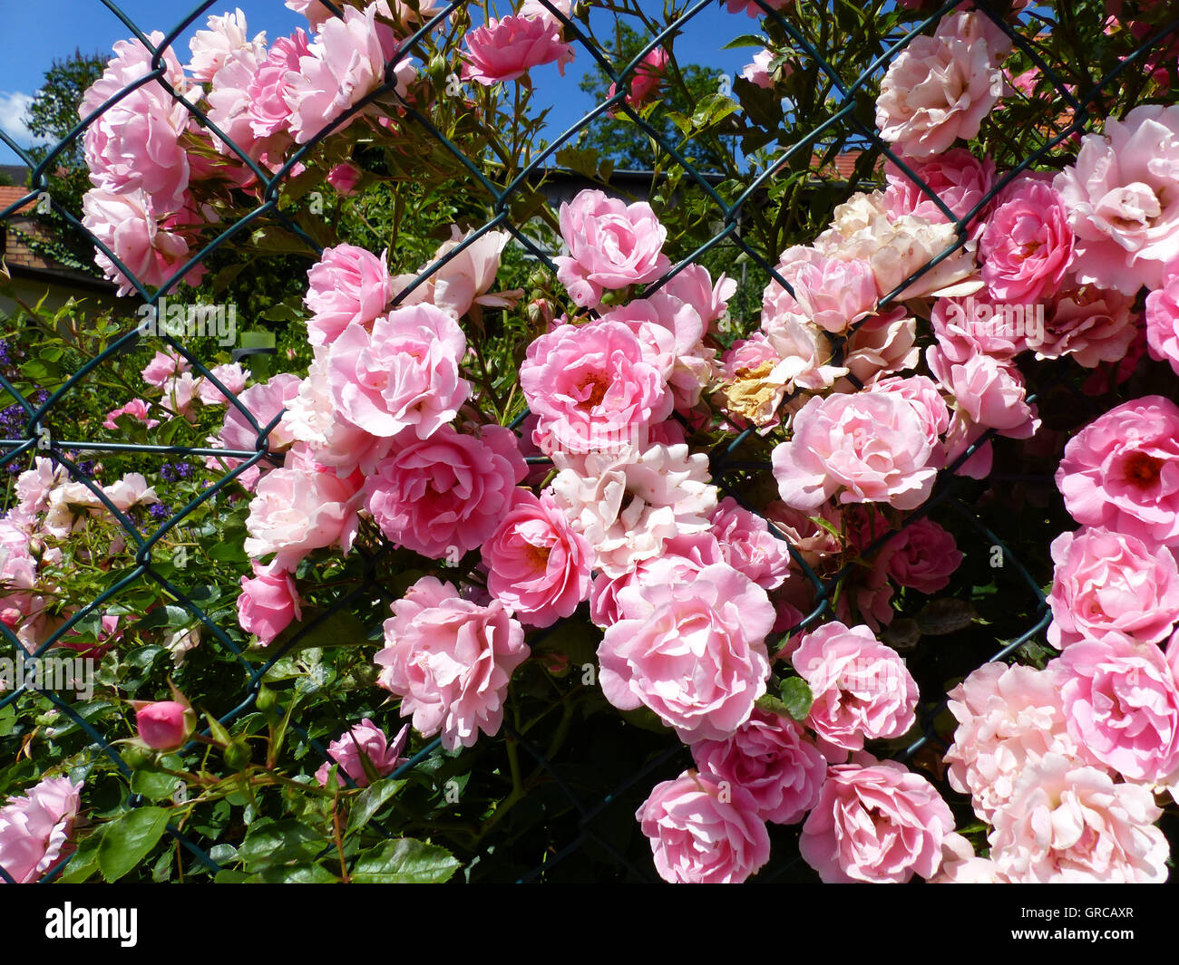 A Lot Of Soft Pink Roses Stock Photo - Alamy