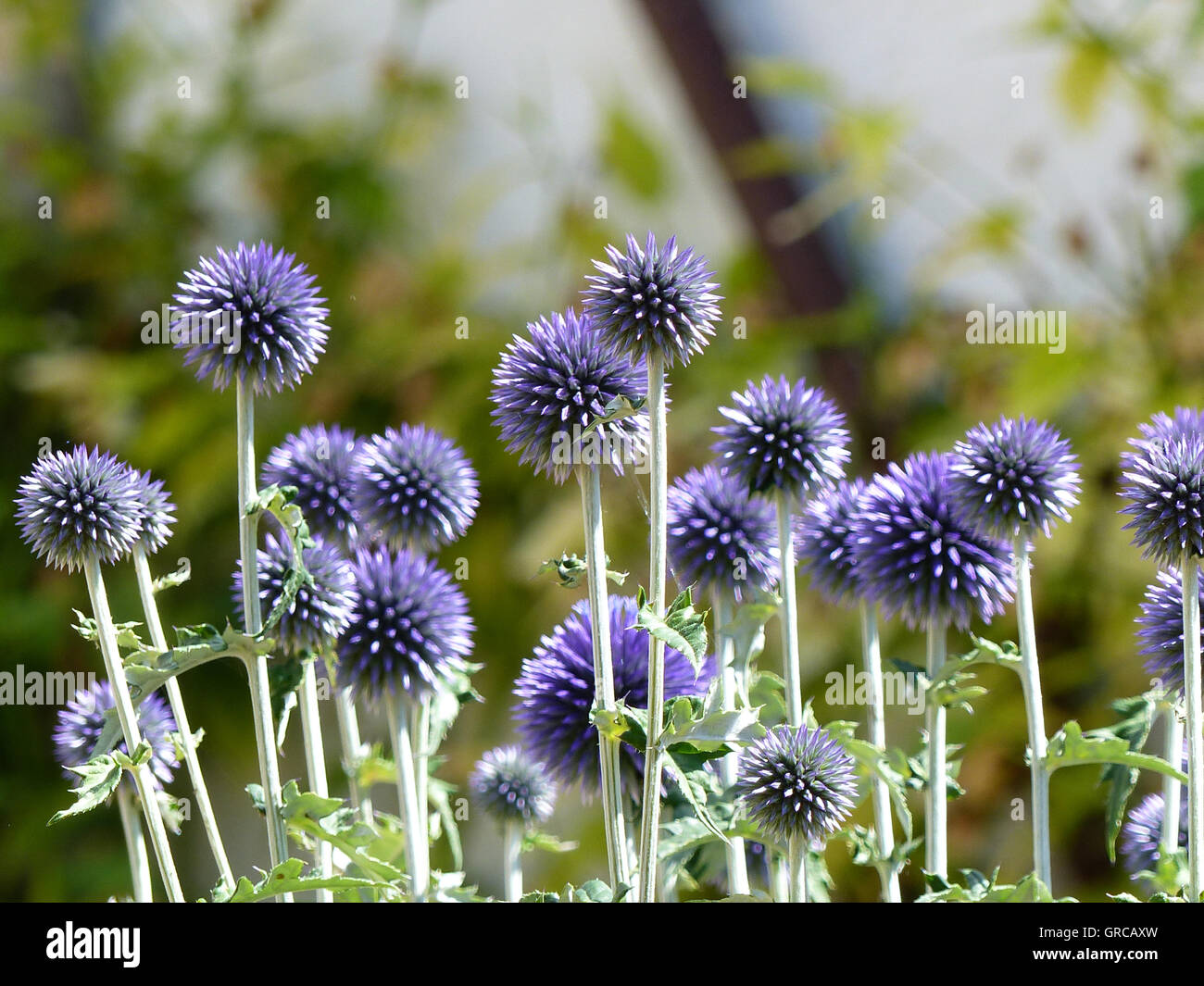Echinops hi-res stock photography and images - Alamy