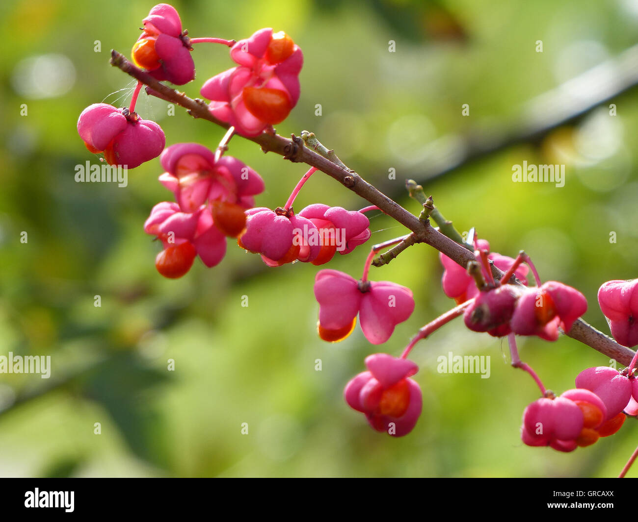 Spindle tree bush shrub hi-res stock photography and images - Alamy