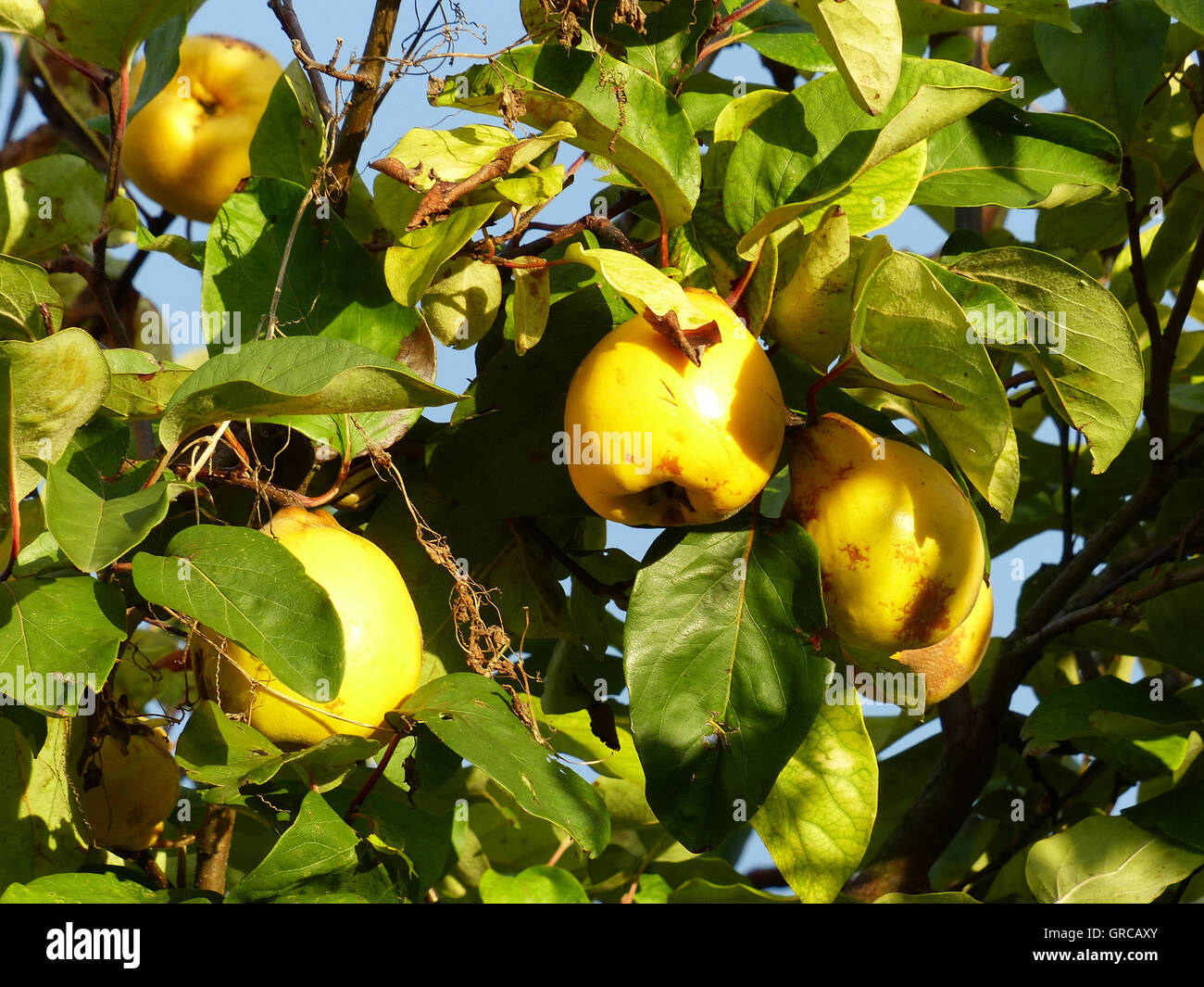 Quince Tree High Resolution Stock Photography and Images - Alamy