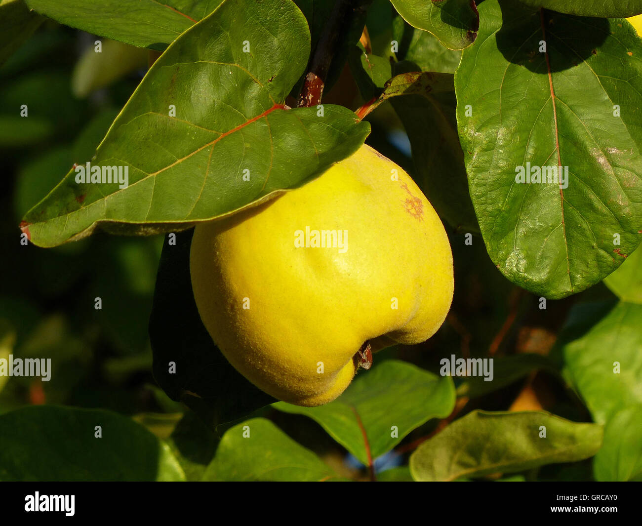 Quince tree hi-res stock photography and images - Alamy
