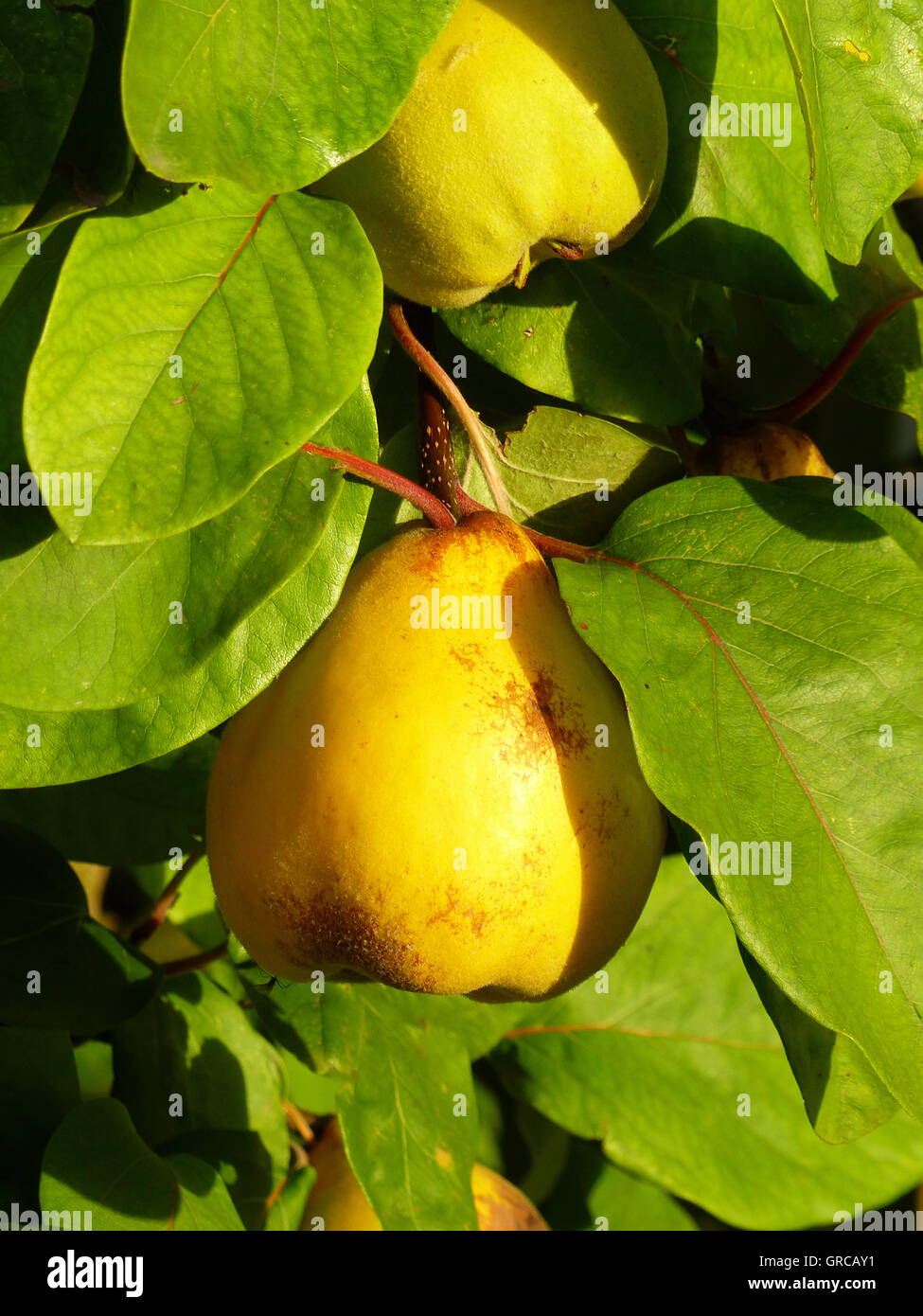 Quinces, Ripe Quinces Hanging In The Tree Stock Photo - Alamy
