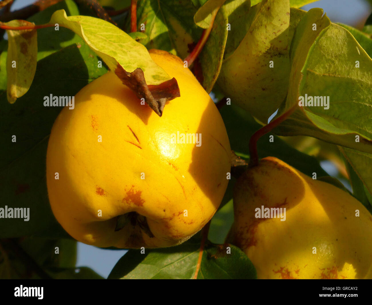 Quinces, Ripe Quinces Hanging In The Tree Stock Photo - Alamy
