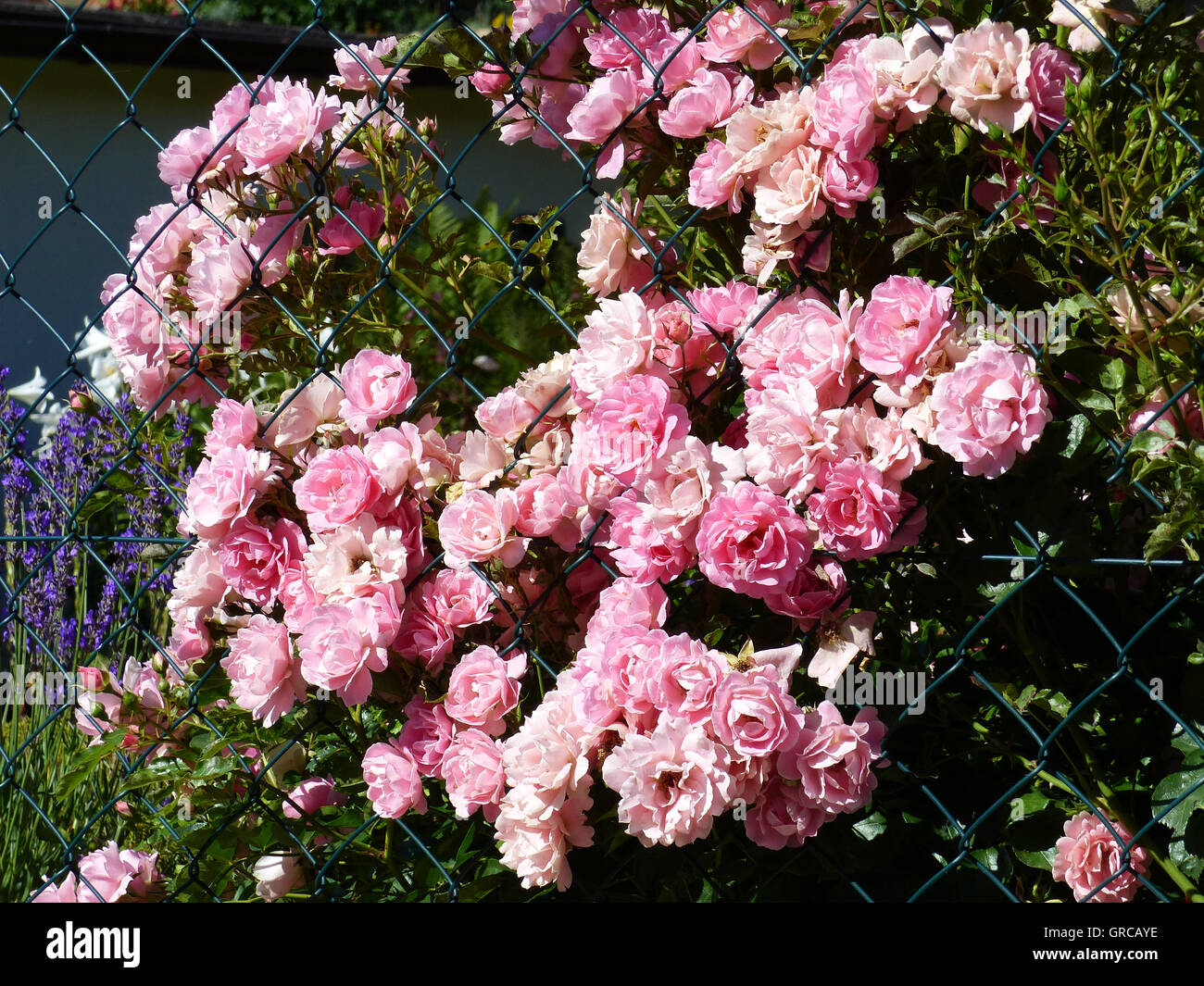 A Lot Of Soft Pink Roses Stock Photo - Alamy