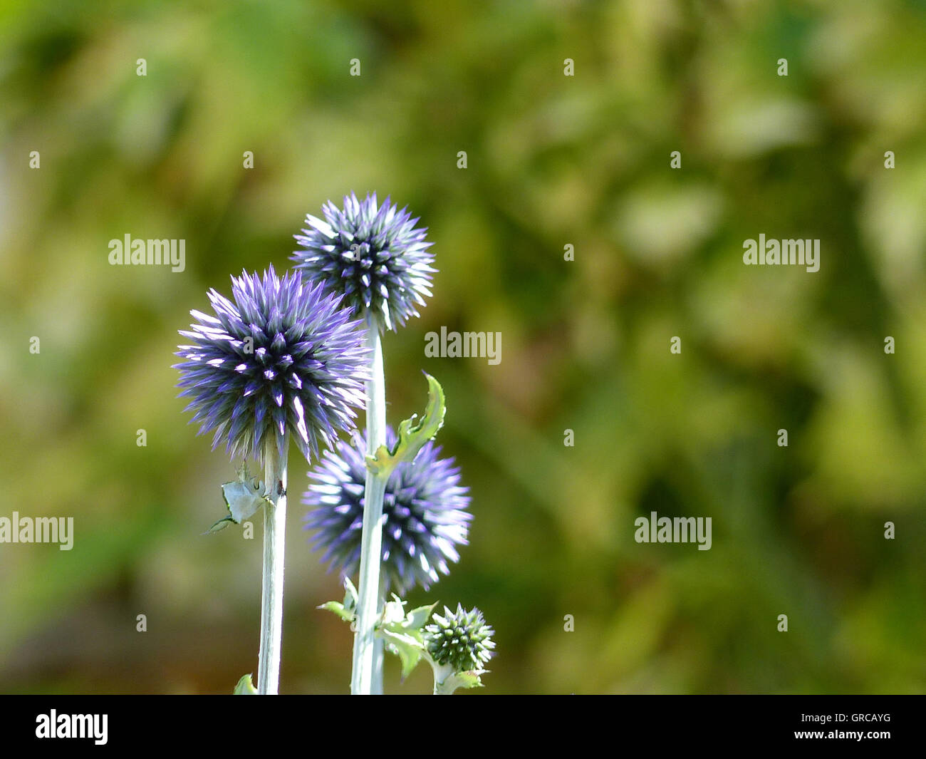 Blue echinops hi-res stock photography and images - Alamy