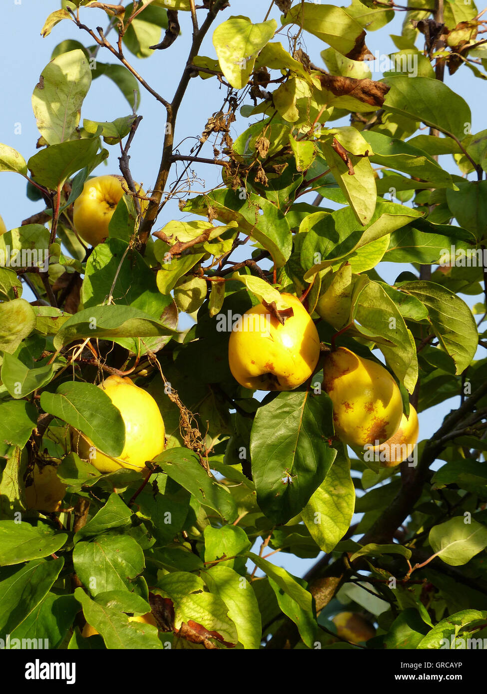 Quinces, Ripe Quinces Hanging In The Tree Stock Photo - Alamy